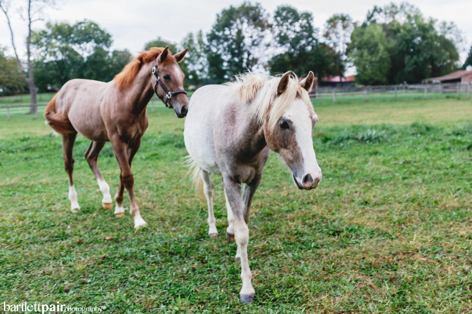 Engagements Archives - bartlettpairphotography.com